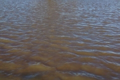 River Trent Gallery – Collingham AA